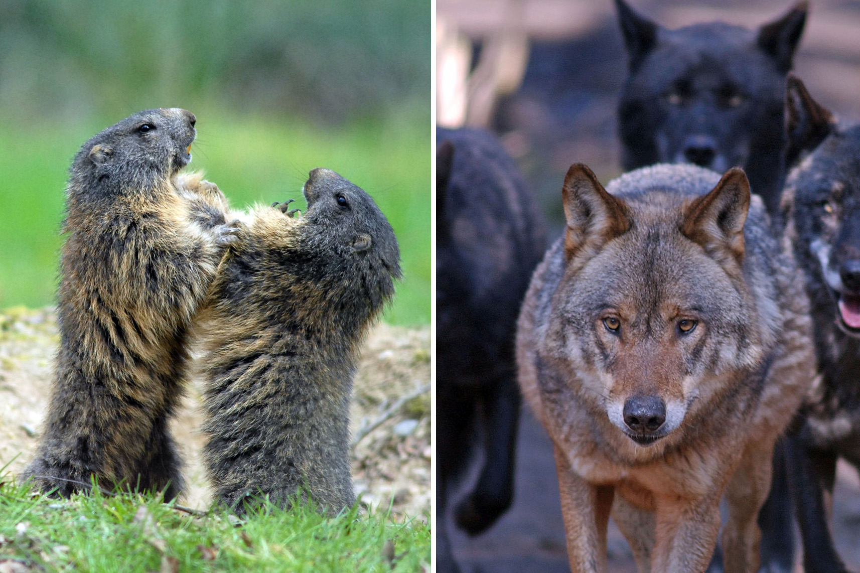 Wildpark Gangelt – Westzipfel Interaktiv