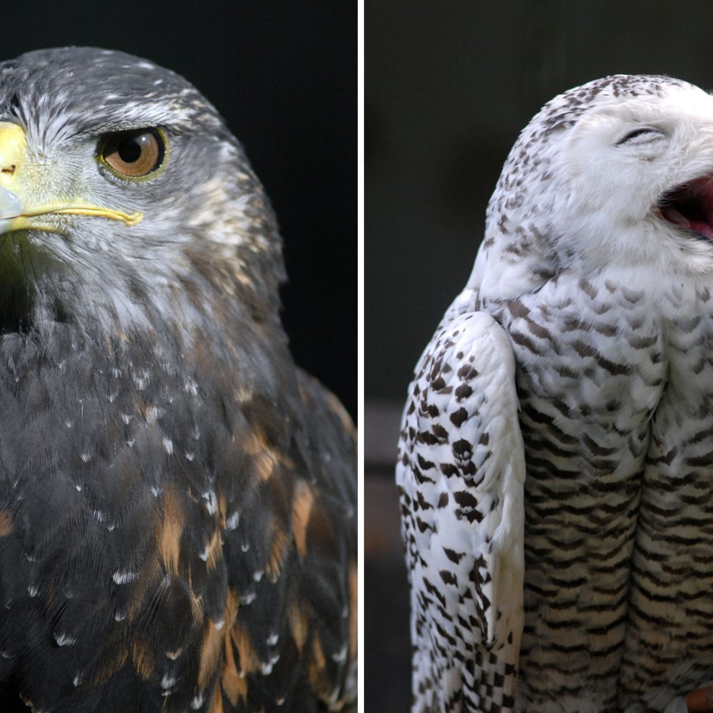 Wildpark Gangelt – Westzipfel Interaktiv