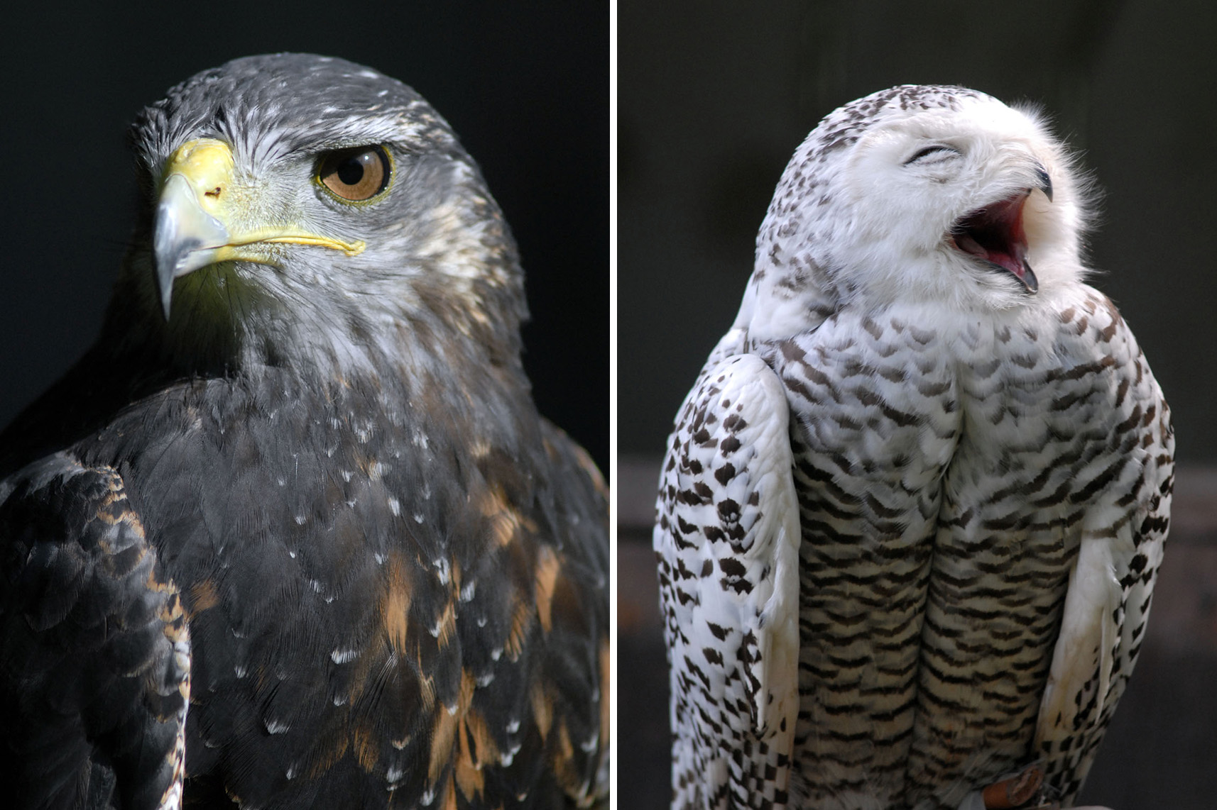 Wildpark Gangelt – Westzipfel Interaktiv